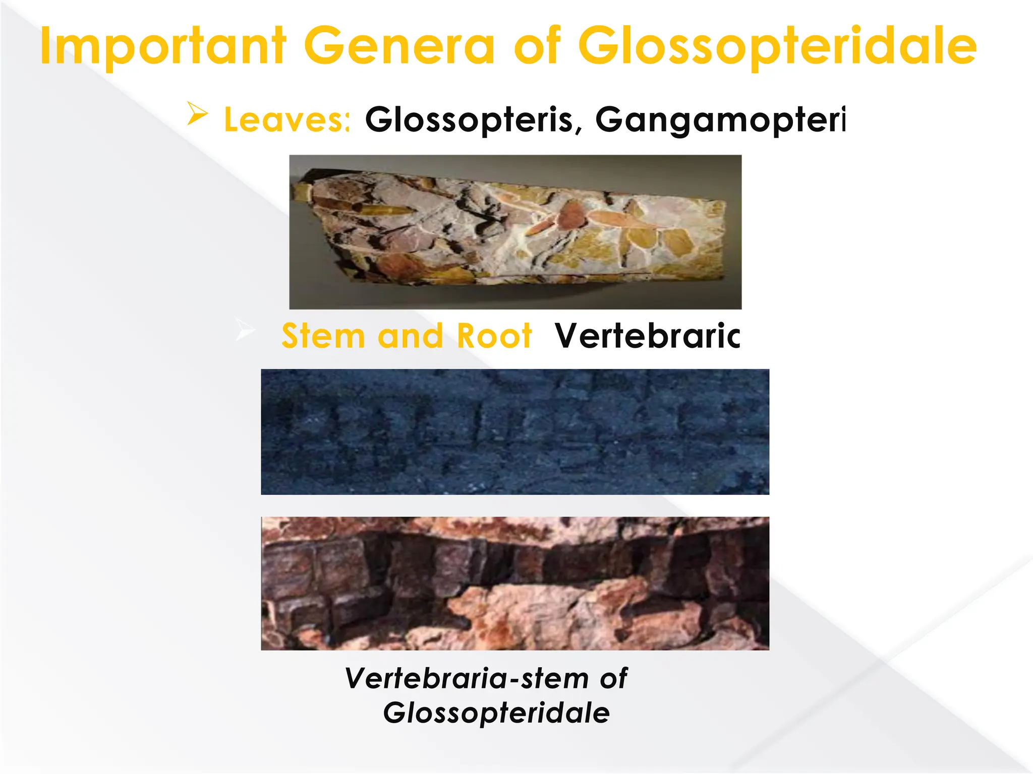 gymnosperm, Glossopteridales, Glossopteris | PPTX