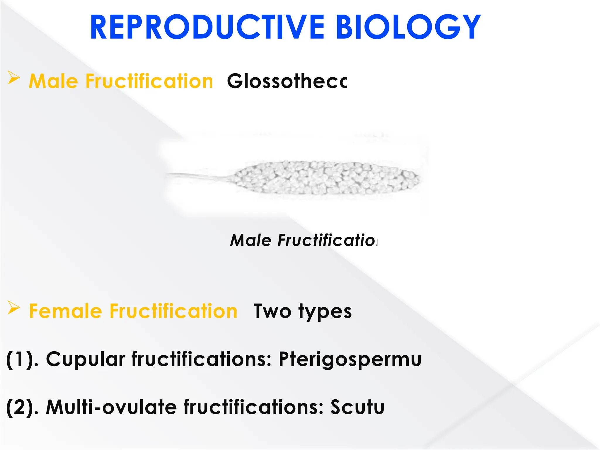 gymnosperm, Glossopteridales, Glossopteris | PPTX