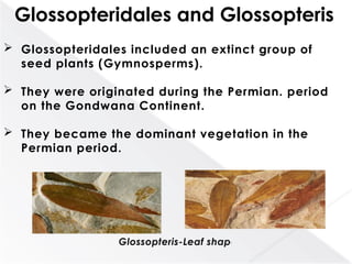 gymnosperm, Glossopteridales, Glossopteris | PPTX