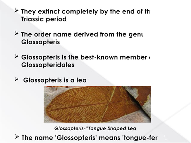gymnosperm, Glossopteridales, Glossopteris | PPTX