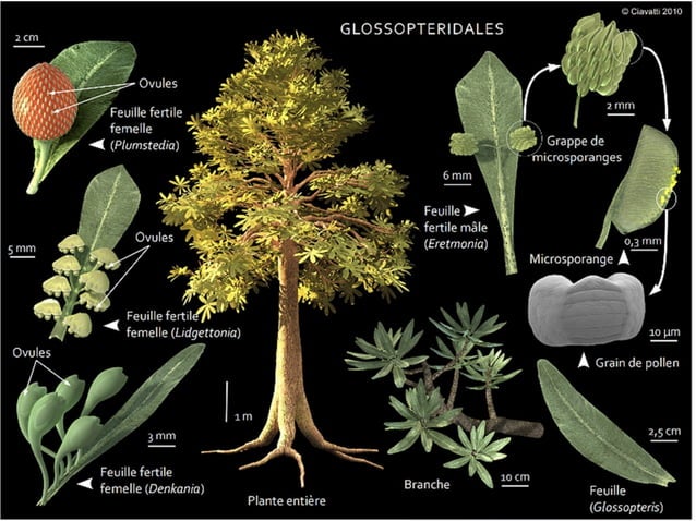 gymnosperm, Glossopteridales, Glossopteris | PPTX