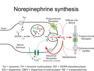 Acetylcholine | PPT