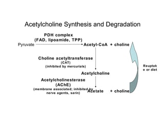 Acetylcholine Synthesis Pathway