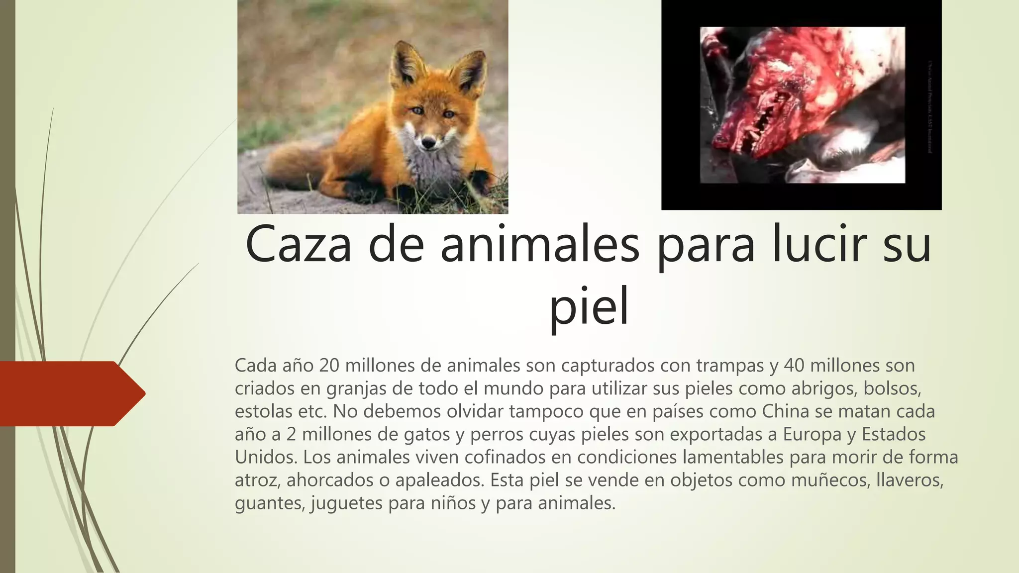 Maltrato animal | PPTX