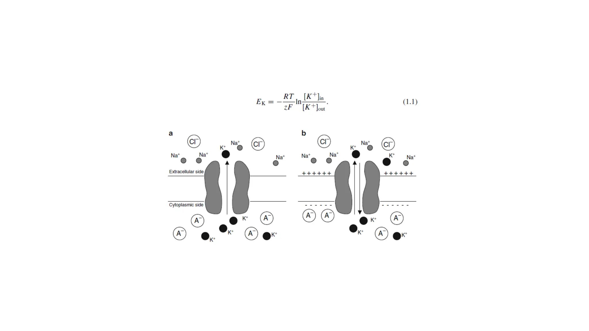 Action Potential Initiation in the Hodgkin-Huxley Model | PPTX