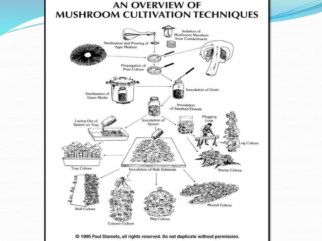 4068 mushroom cultivation | PPTX | Gardening | Home & Garden