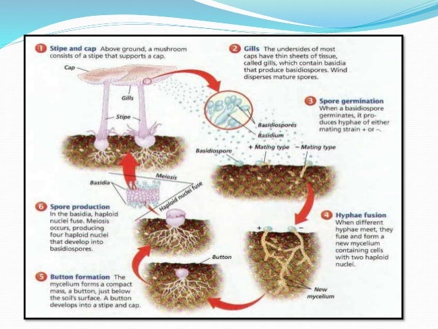 4068 mushroom cultivation