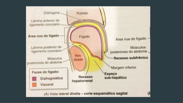 Fígado - Anátomofisiologia