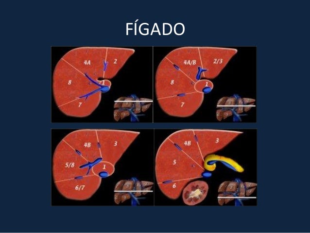 Fígado 2012