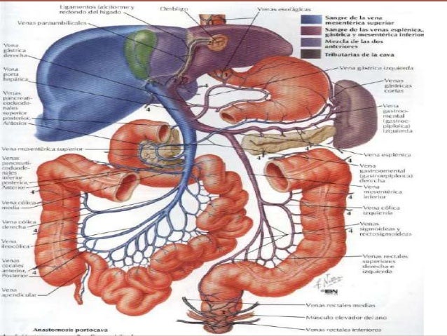 Veia Porta Hepatica Figado