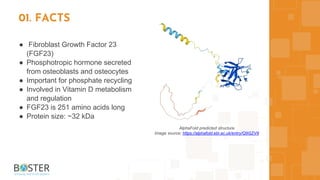 Learn FGF23 in 3 minutes | Fibroblast growth factor 23 | PPTX