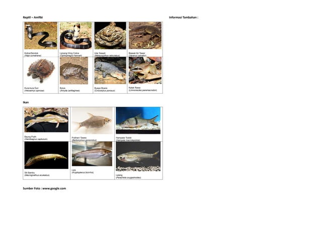 Jenis-Jenis Fauna di area Hutan Kalimantan | PPT