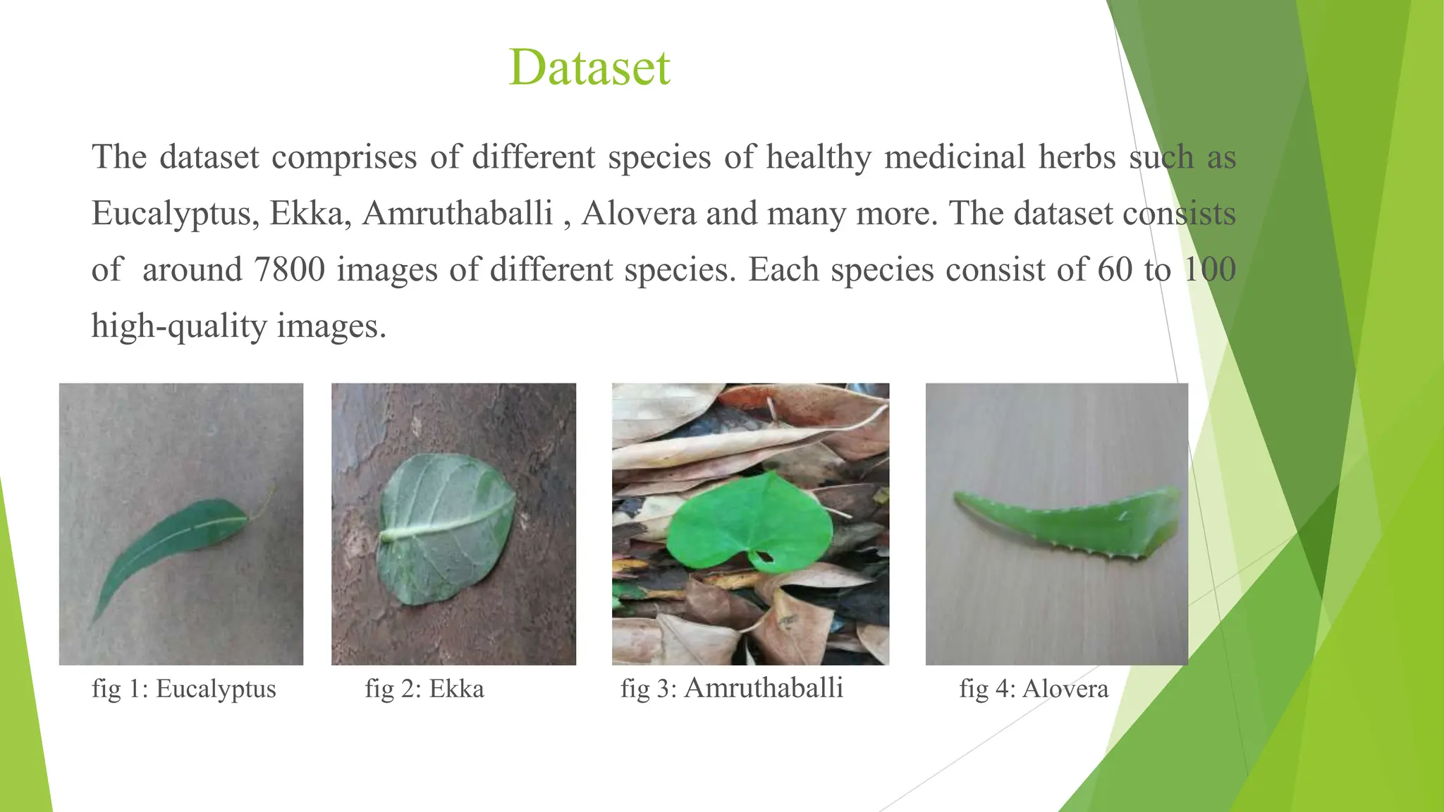 Identification and detection of herbal plants pptF (1).pptx