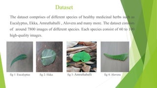 Identification and detection of herbal plants pptF (1).pptx