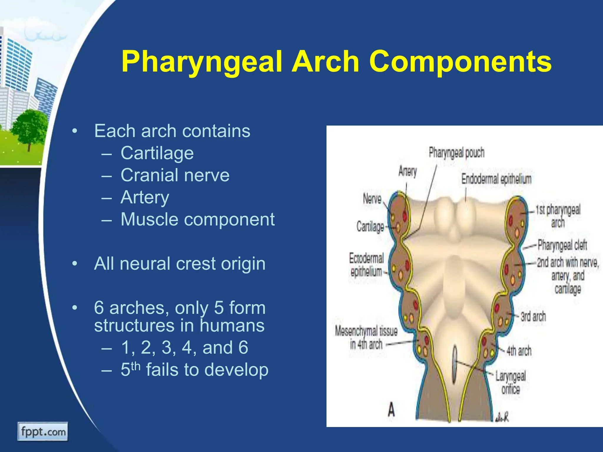Pharyngeal_arches in otolaryngology .ppt