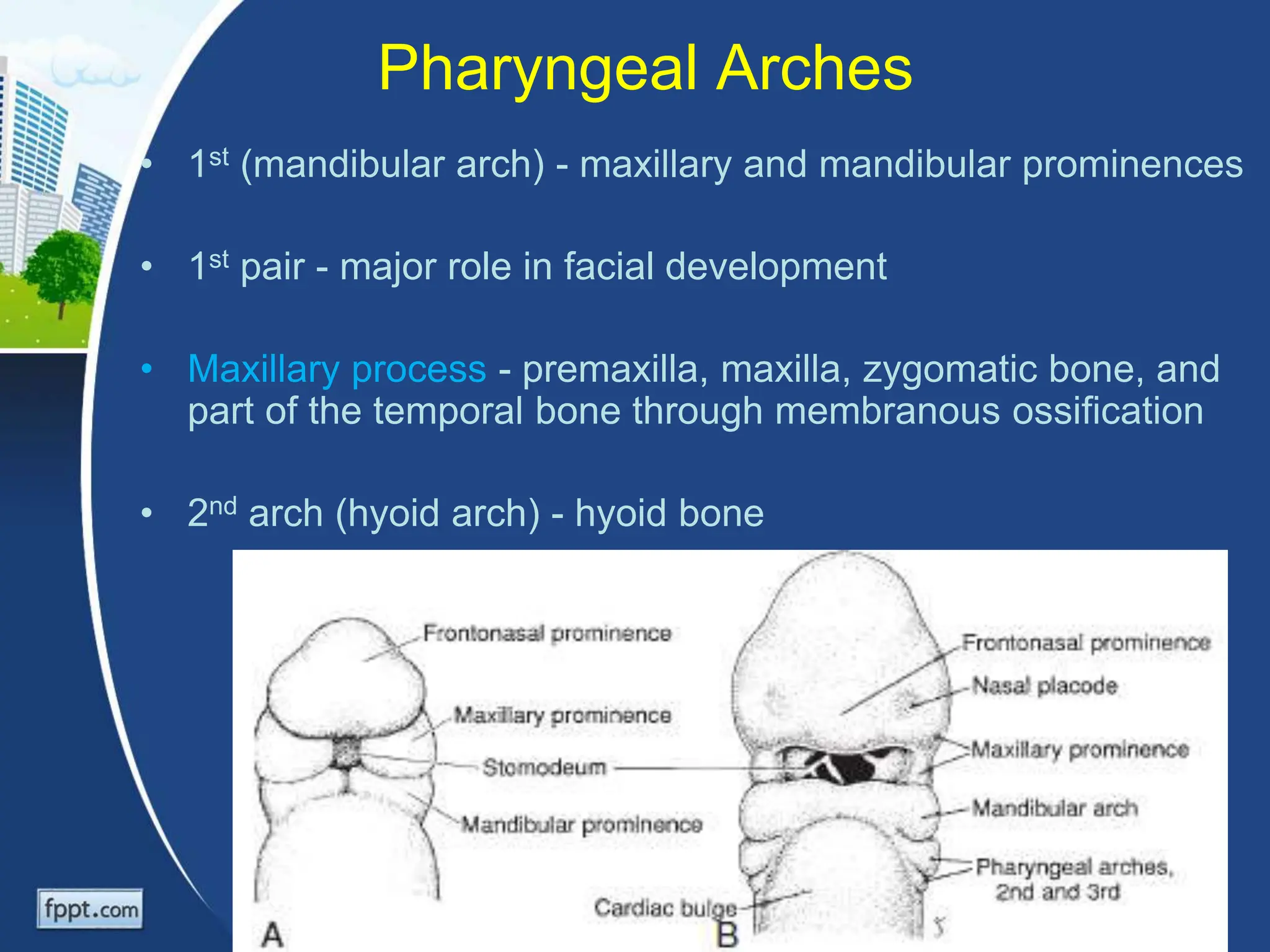 Pharyngeal_arches in otolaryngology .ppt