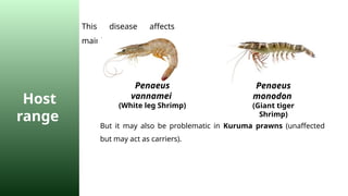 Acute hepatopancreatic Necrosis Disease in Shrimp | PPTX
