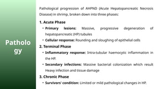 Acute hepatopancreatic Necrosis Disease in Shrimp | PPTX