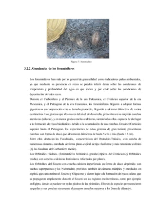 Fhylum protozoa y foraminiferos | DOCX