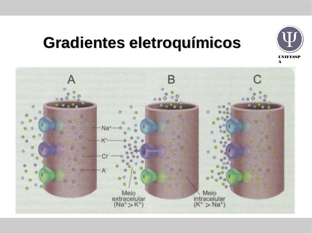 Revisão de anatomia e fisiologia do sistema nervoso