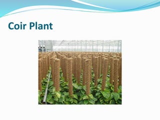 Fiber crops | PPTX