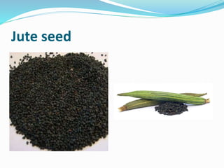 Fiber crops | PPTX