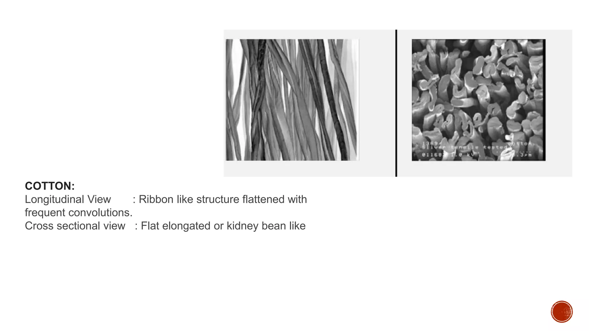 Fiber examination.pptx