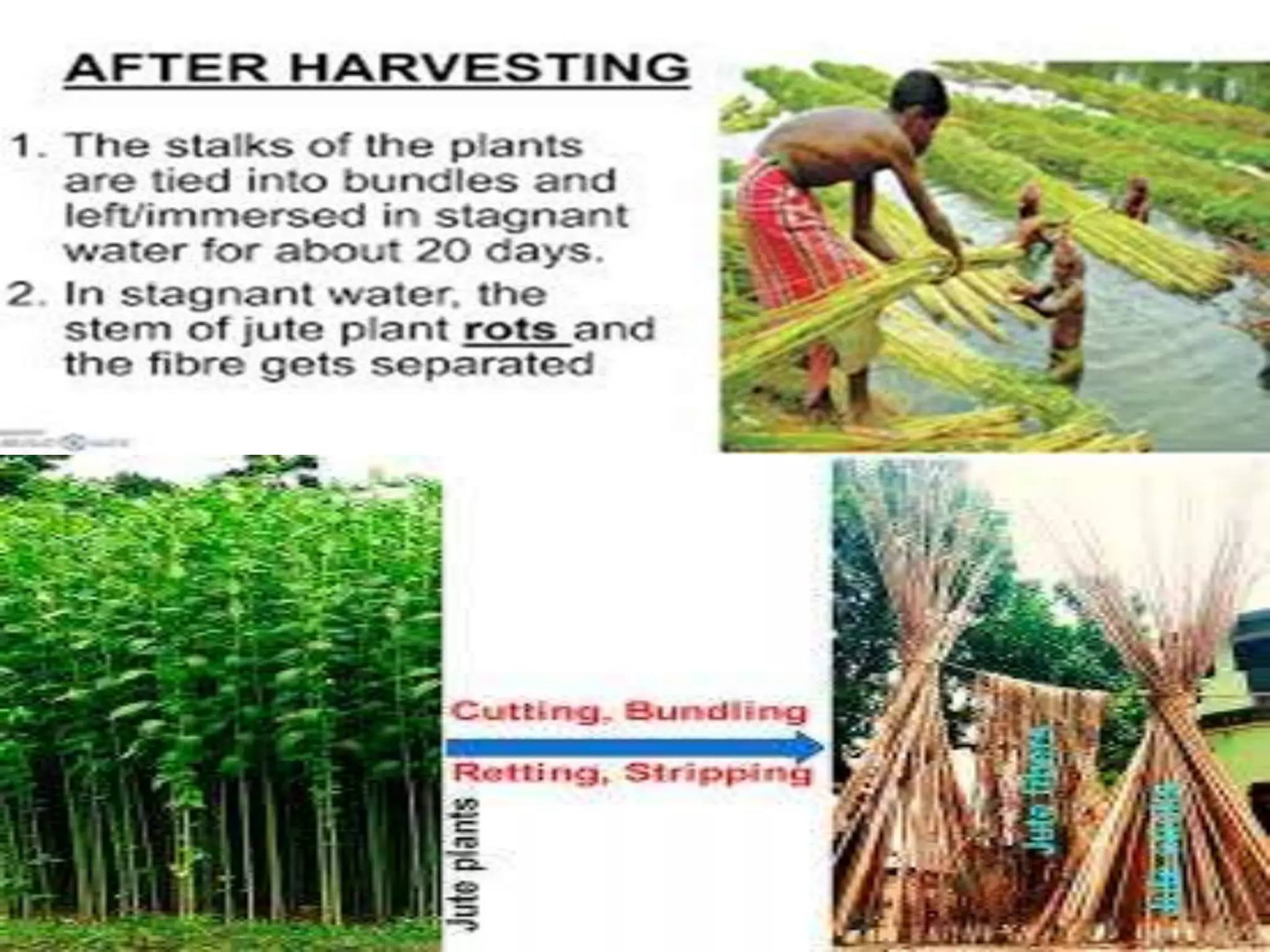 Fibers PLANT FIBERS Jute | PPTX