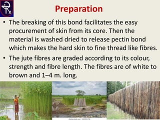 Fibers PLANT FIBERS Jute | PPTX