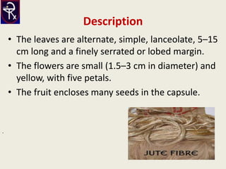 Fibers PLANT FIBERS Jute | PPTX