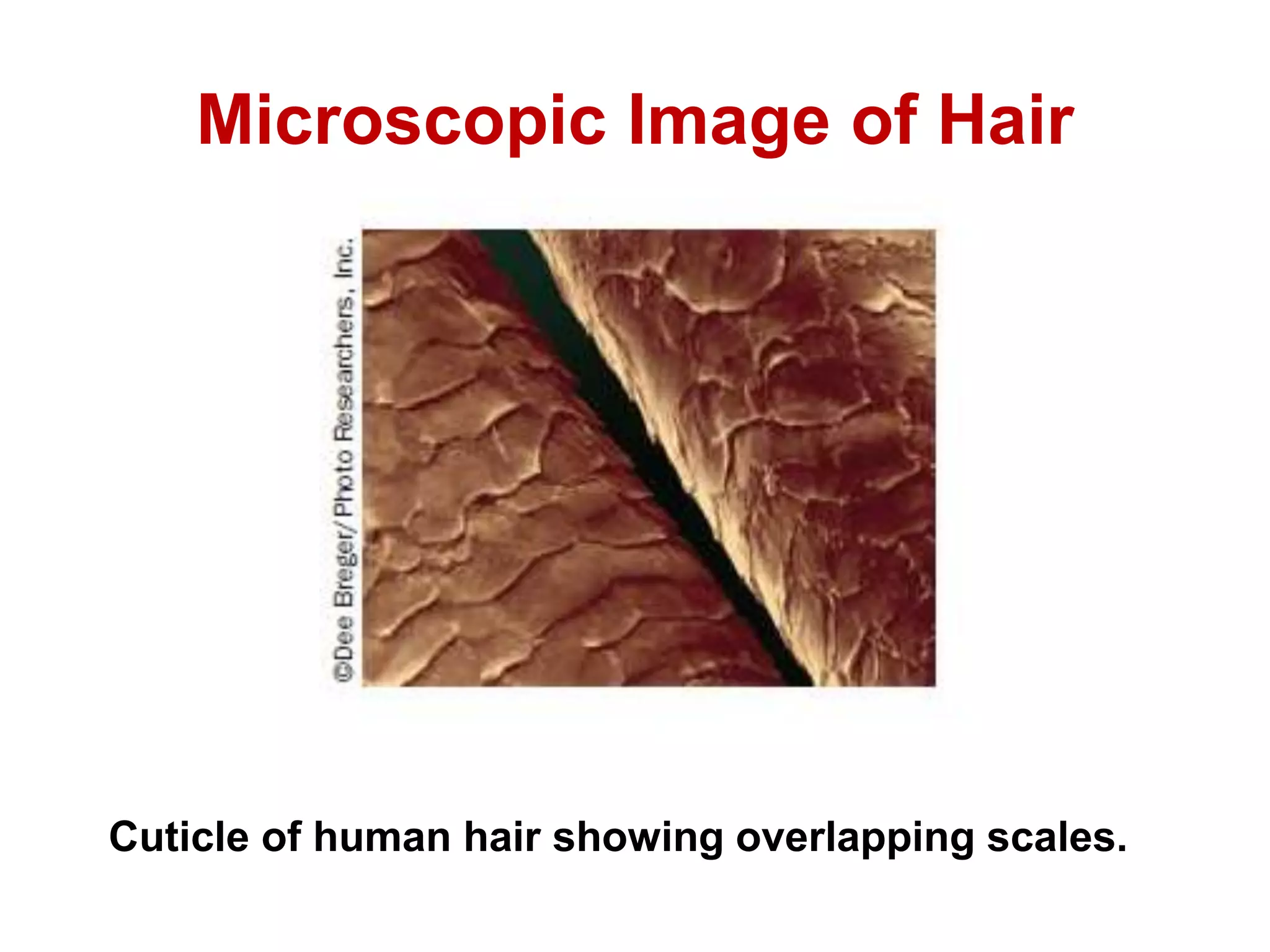 Fibers and hairs | PPTX