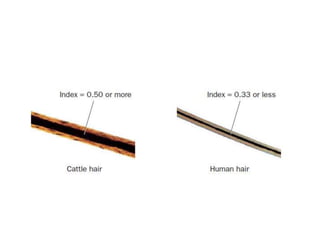 Fibers and hairs | PPTX