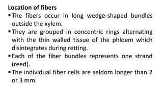 Fiber yeilding plants : Cotton, Jute & Flax | PPTX