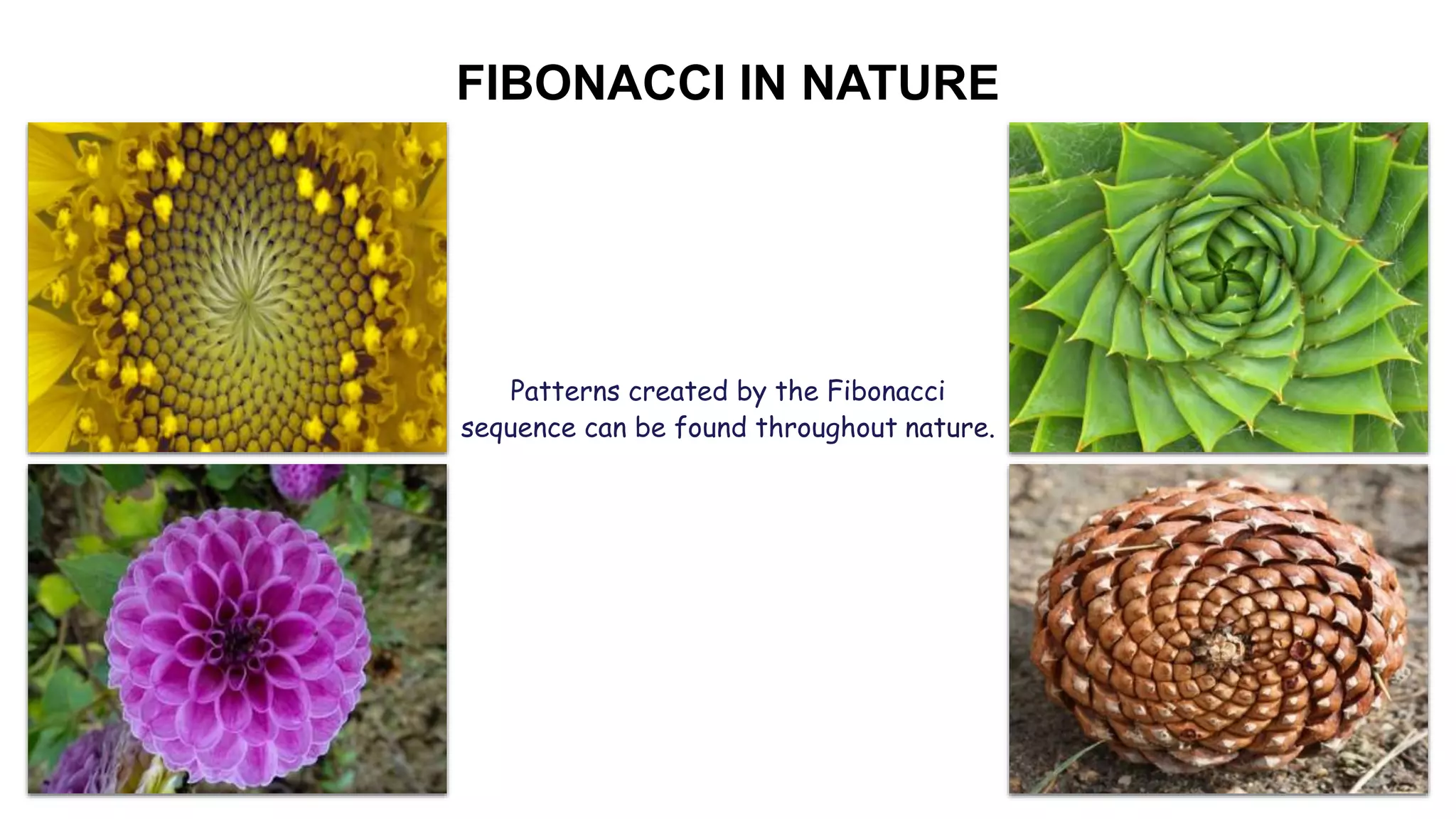 Fibonaaci sequence.pptx | Chemistry | Science