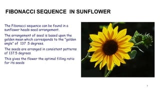 Fibonaaci sequence.pptx | Chemistry | Science