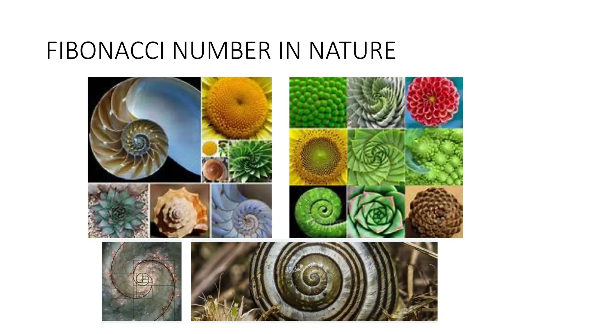 Fibonacc1 N Divisibility The Explanation Of Fibonacci Sequence And The