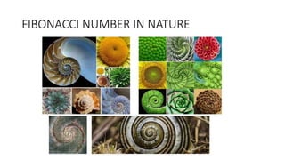FIBONACC1 N DIVISIBILITY. The explanation of Fibonacci sequence and the ...