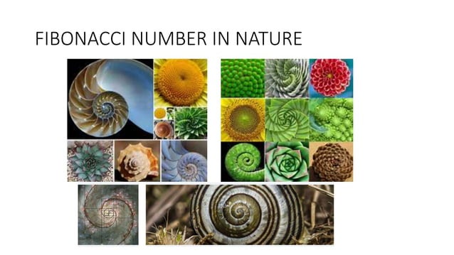 FIBONACC1 N DIVISIBILITY. The explanation of Fibonacci sequence and the ...
