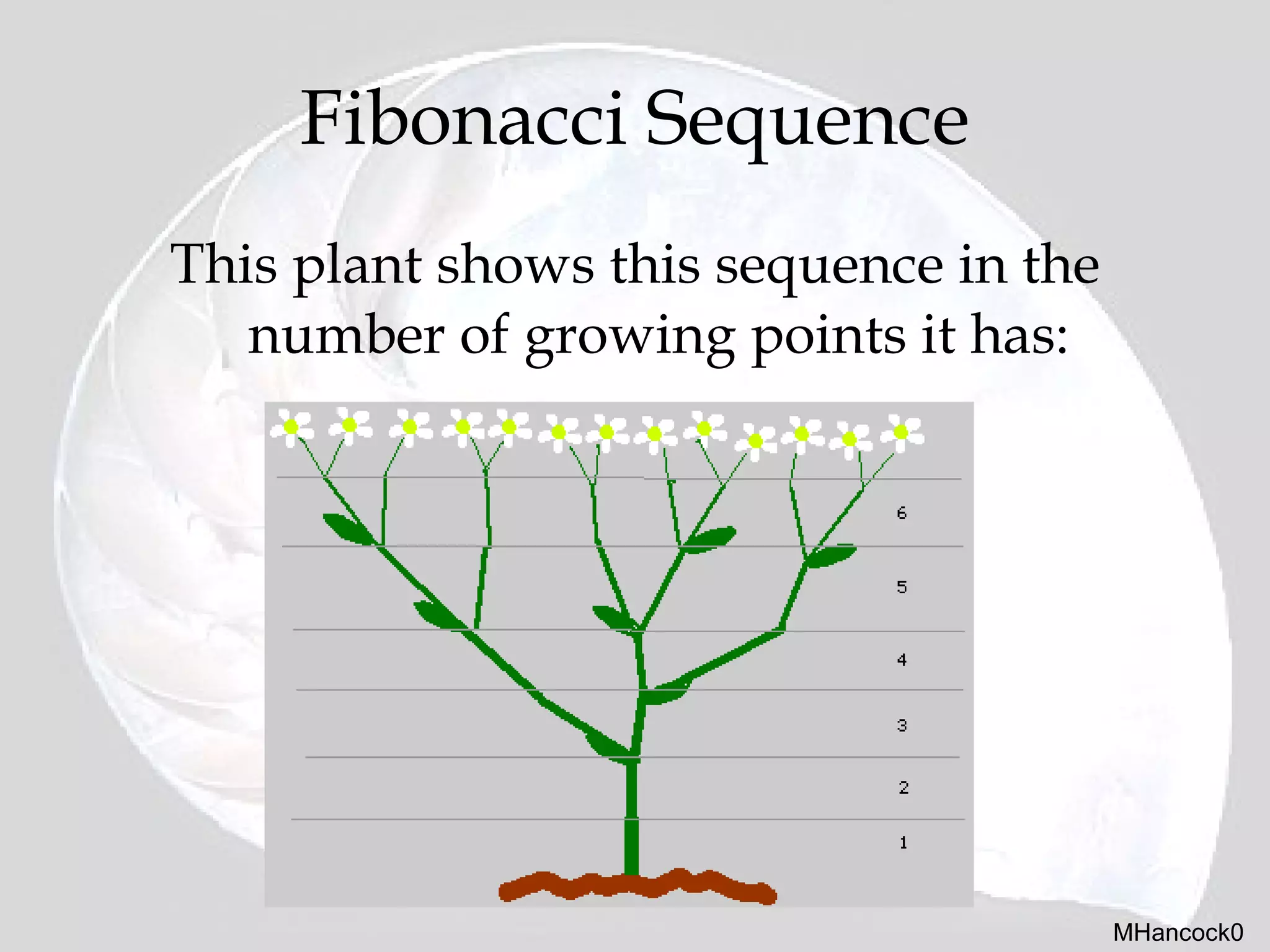 Fibonacci | PPT