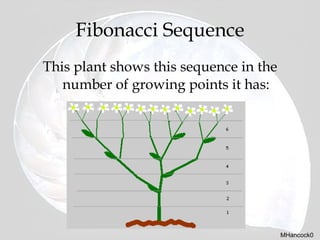 Fibonacci | PPT