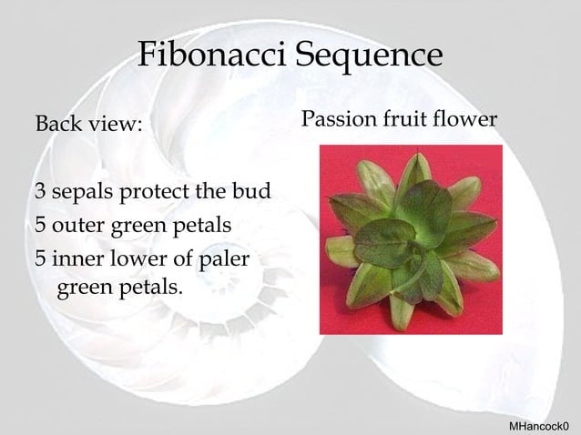 Fibonacci | PPT