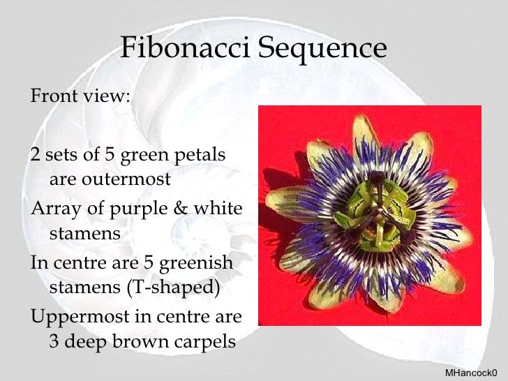 Fibonacci Sequence In Michaelmas Daisy Are These 10 Natural