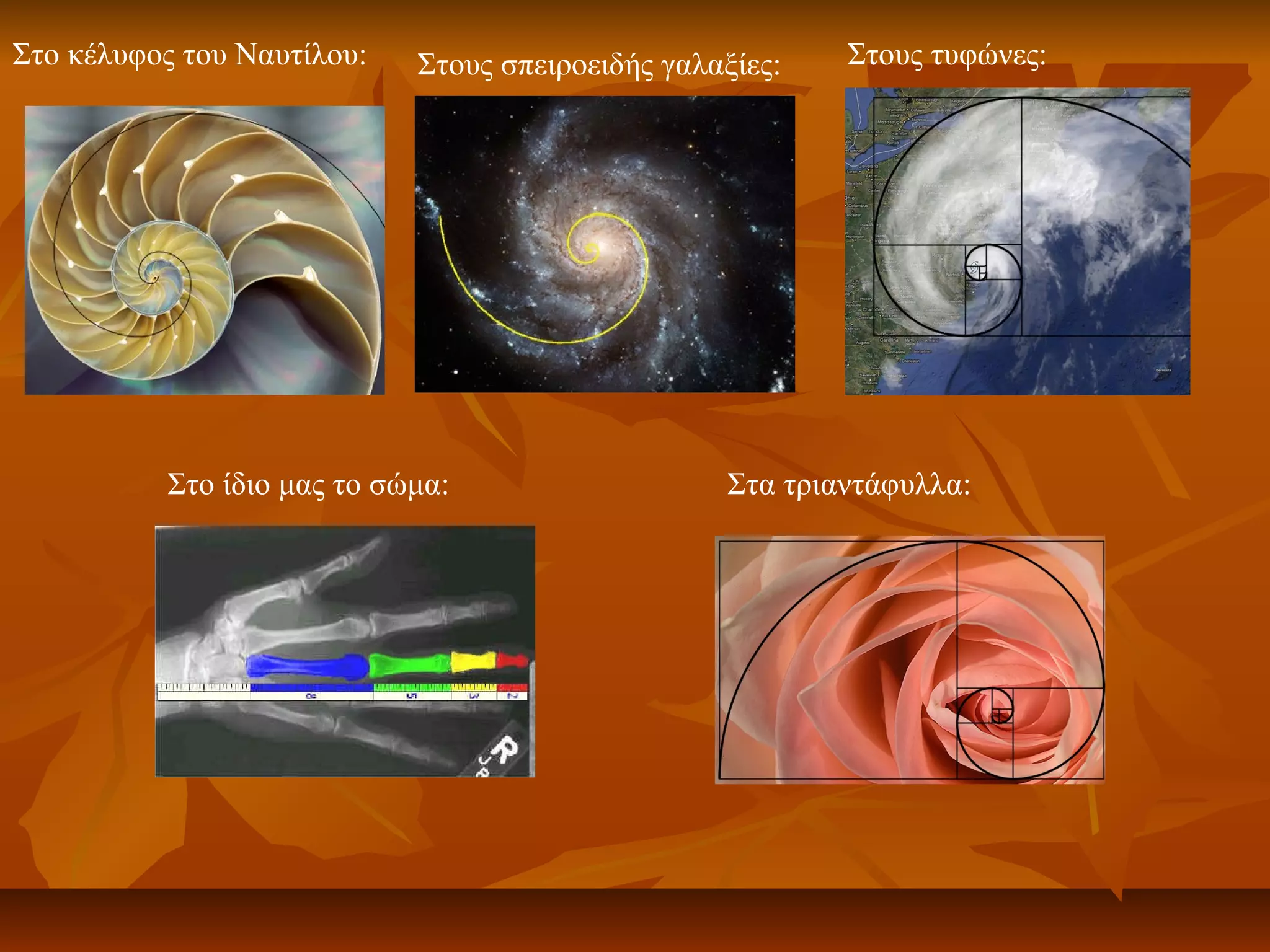 Fibonacci sequence and Phi (Ф) | PPT