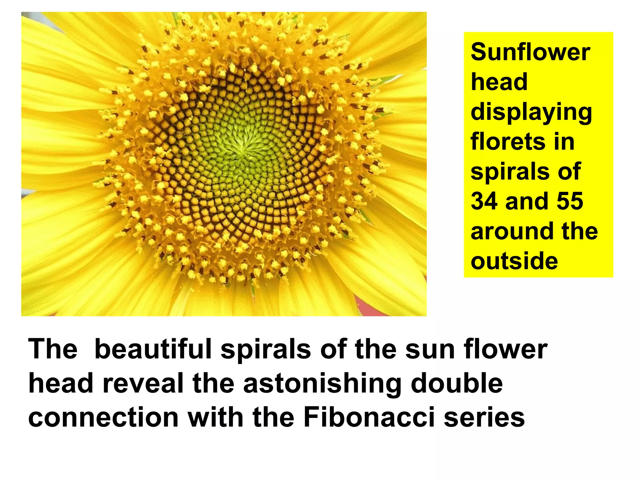 Fibonacci Sequence | PPT