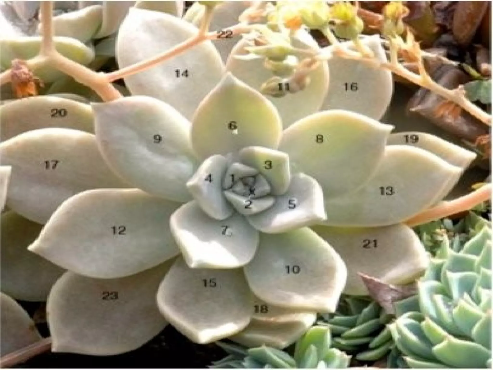 Fibonacci Sequence | PPT