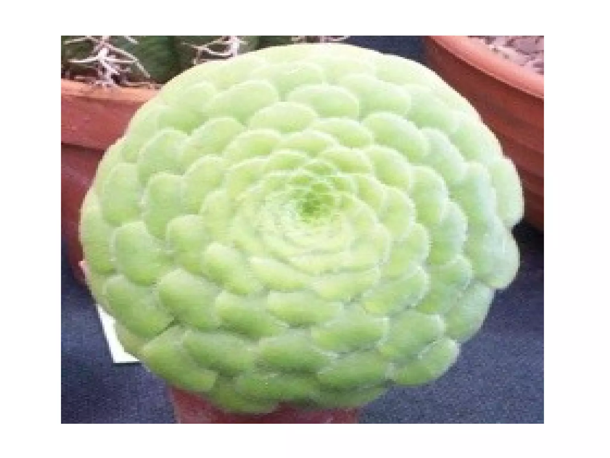 Fibonacci Sequence | PPT