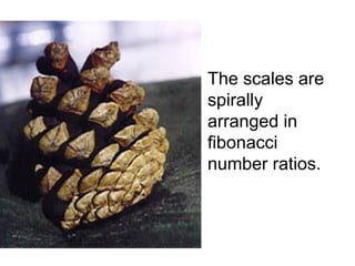 Fibonacci Sequence | PPT