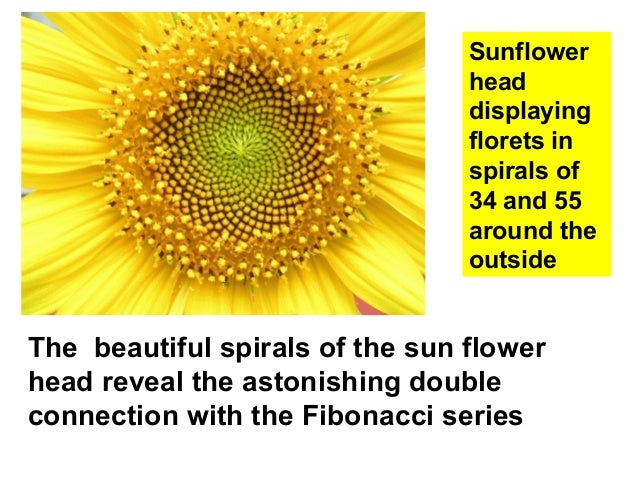 Fibonacci Numbers In Flowers