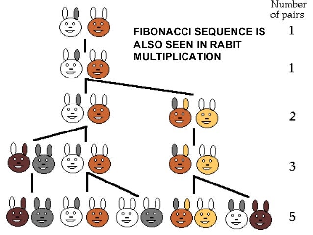 Pics That Say Fibonacci Sequence
