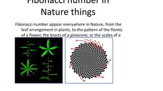 Fibonacci series by saadat ali achakzai | PPTX